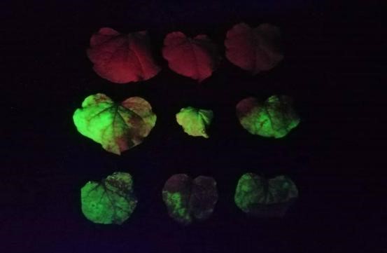 LUYOR-3421 - 北京捷盈科技有限公司